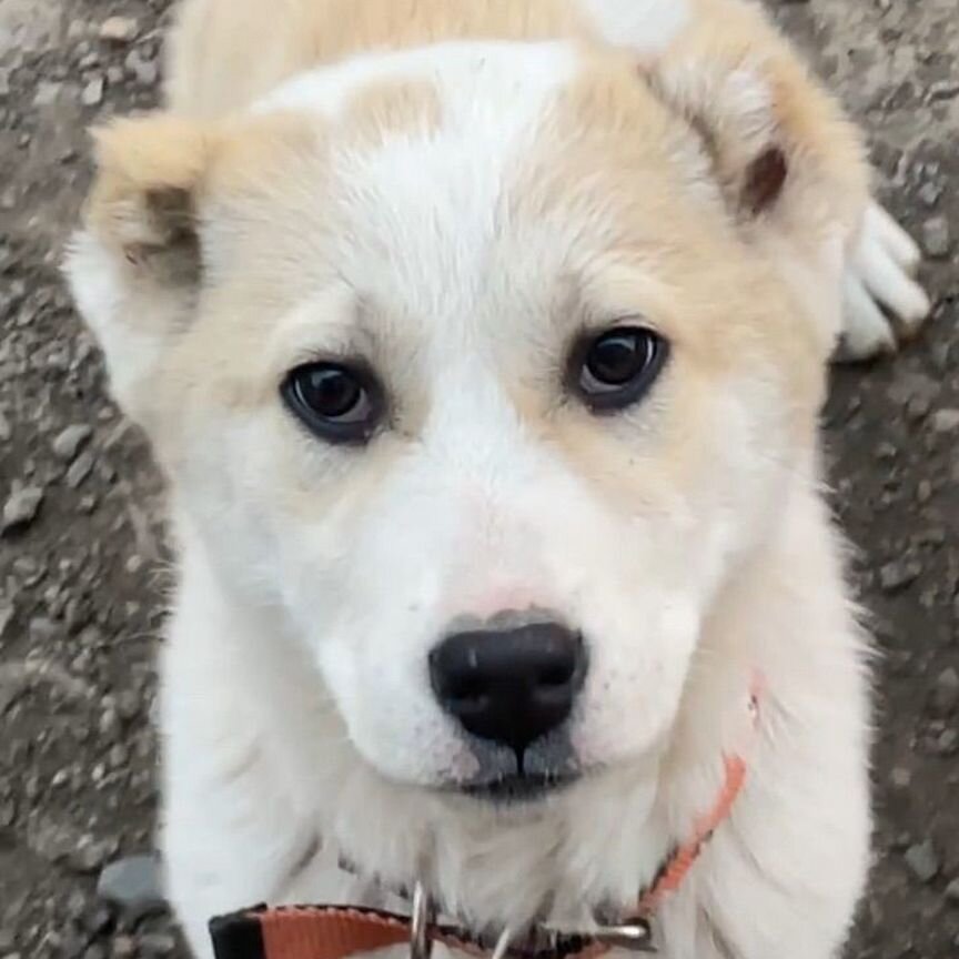 Щенок сао девочка