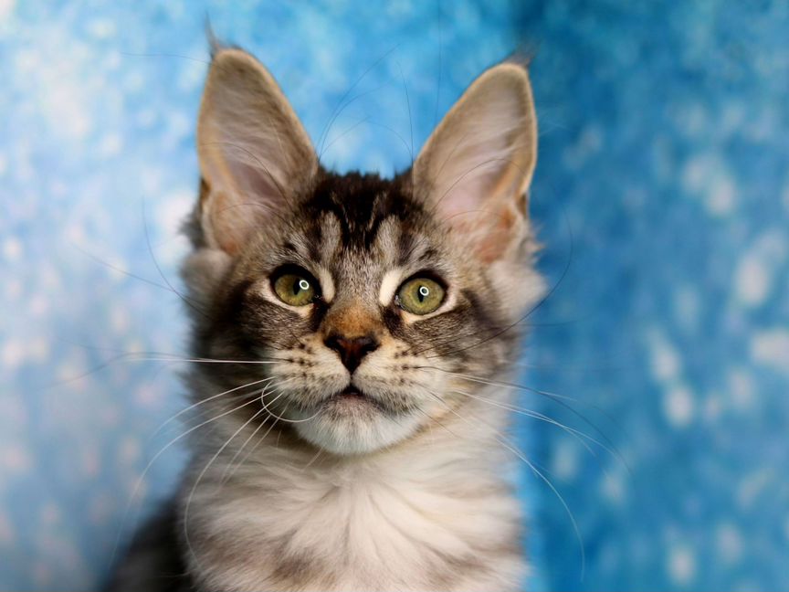 Мейн-кун чудо котенок, 3 мес, документы