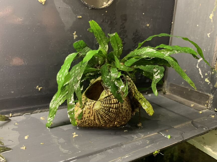 Папоротник тайландский