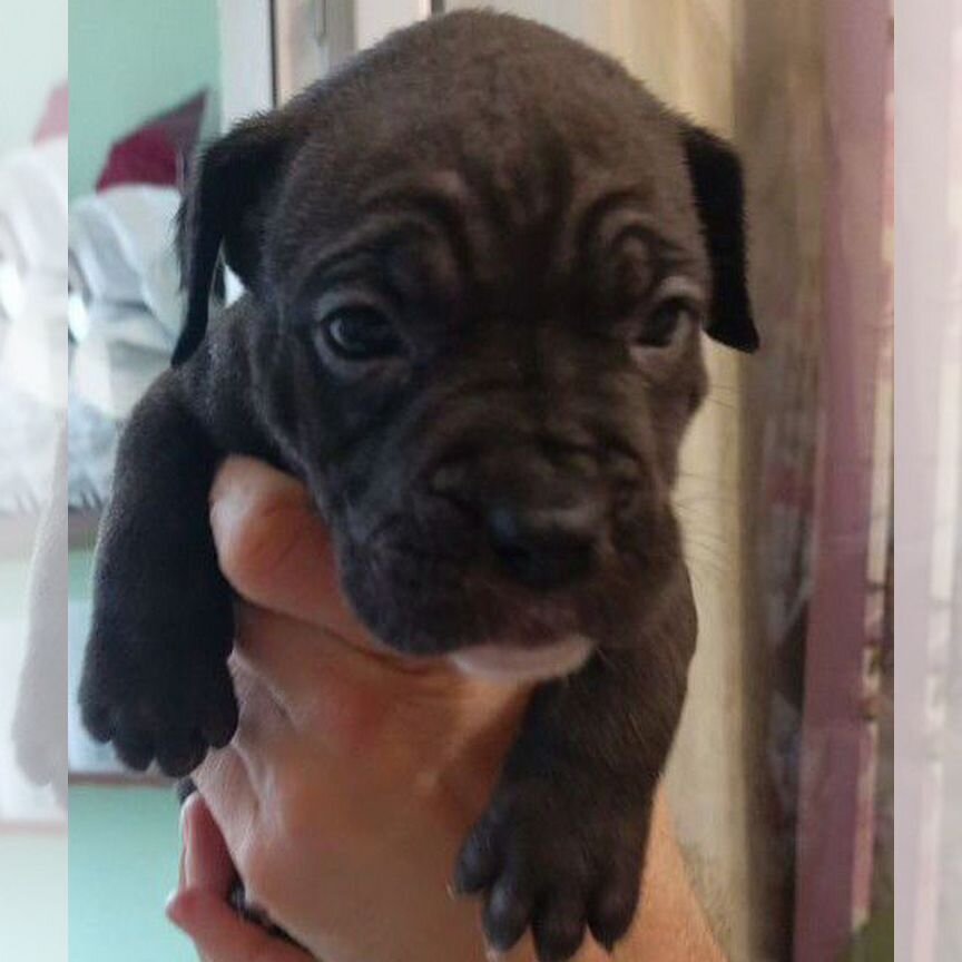 Щенки Кане Корсо