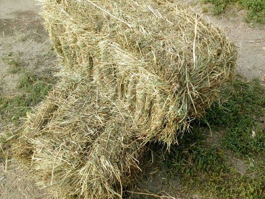 Сено (разнотравие,клевер)