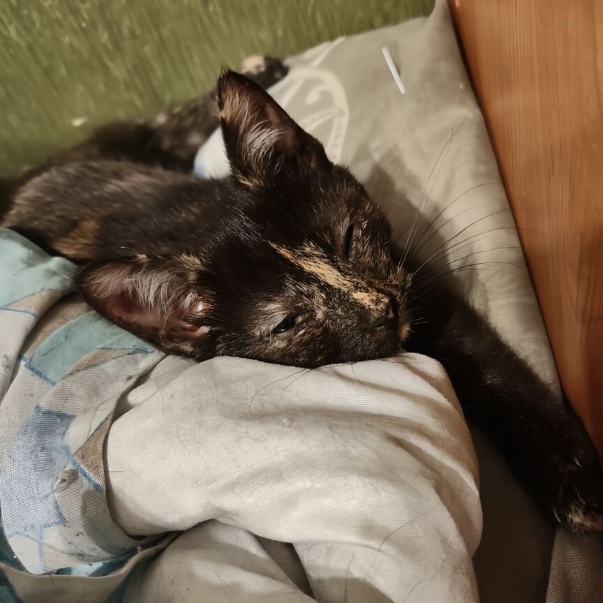 Котёнок в добрые руки