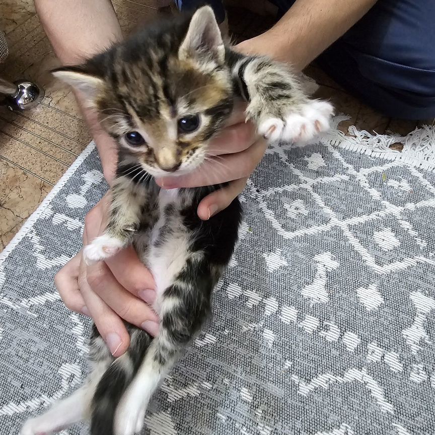 Маленькие бенгаломейнкуны