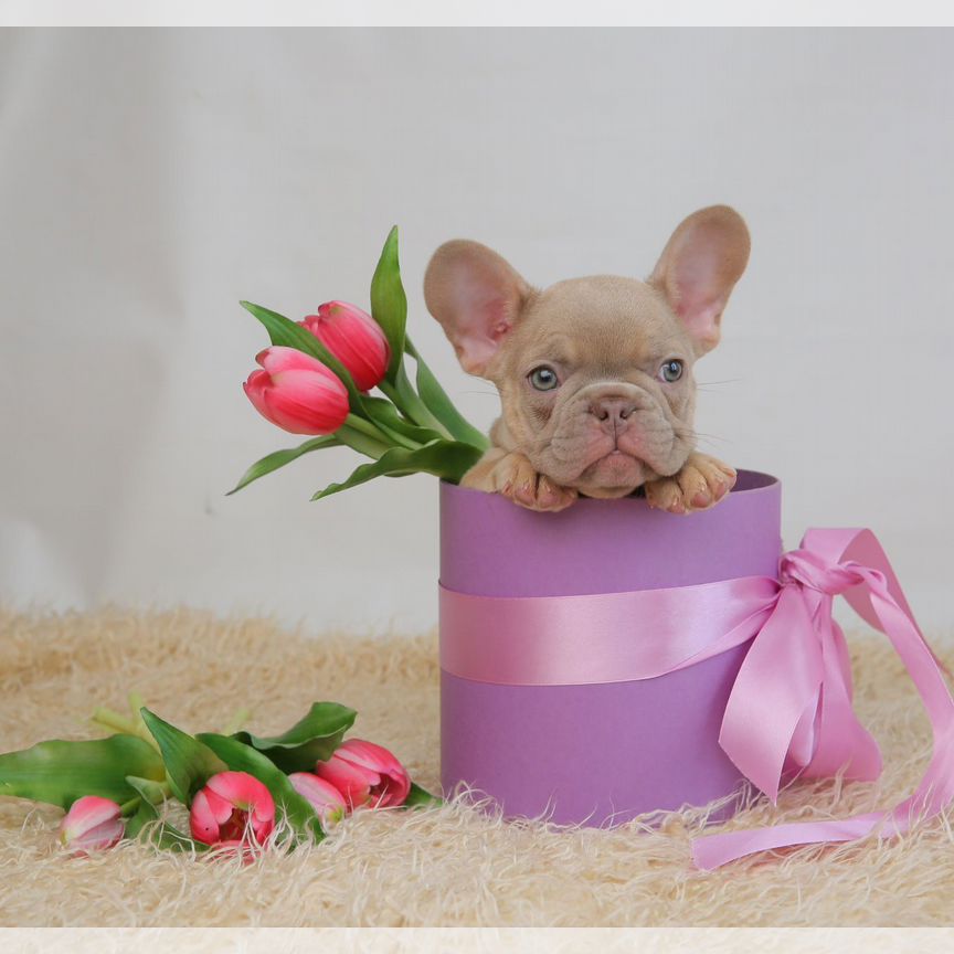 Французский бульдог, щенок