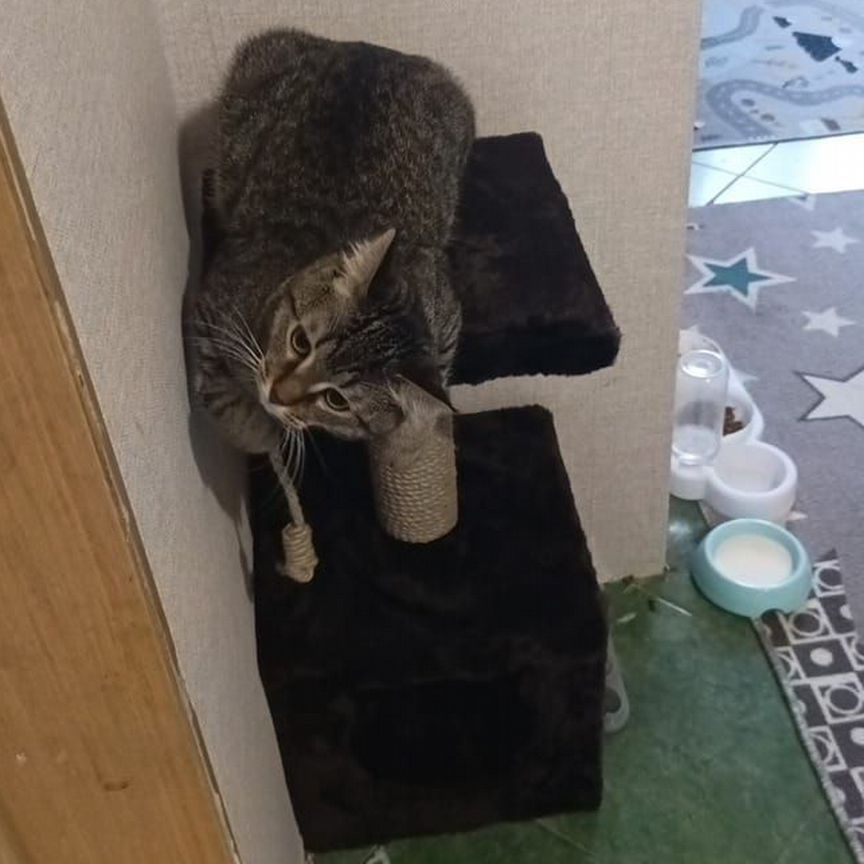 Взрослый кот в добрые руки