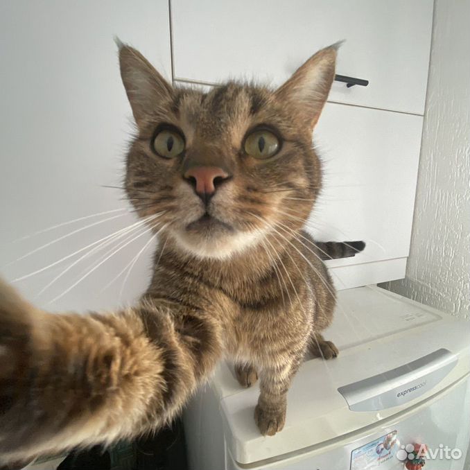 Ласковый котик Леонид
