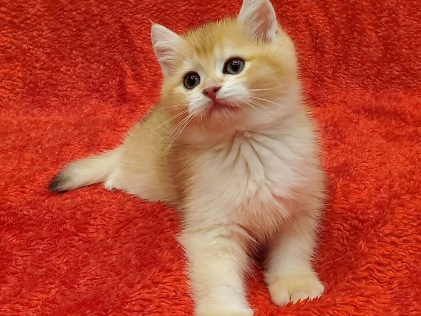 Золотая шиншилла,котик пу12