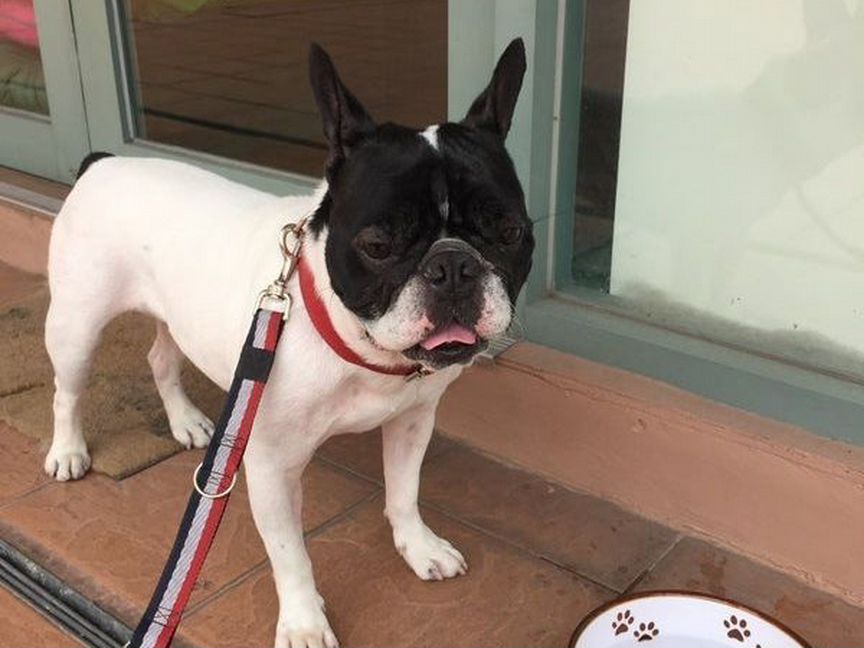 Французский бульдог