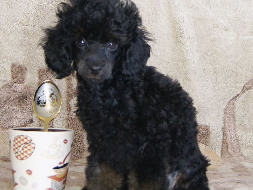 Красавец пудель