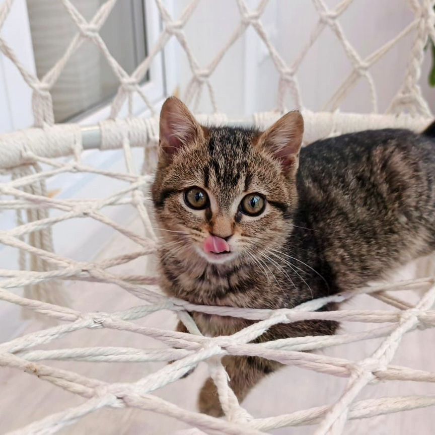 Котенок