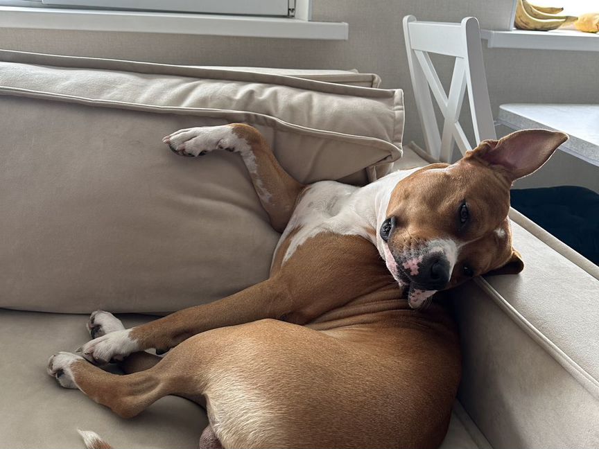 Ищу передержку стаффу