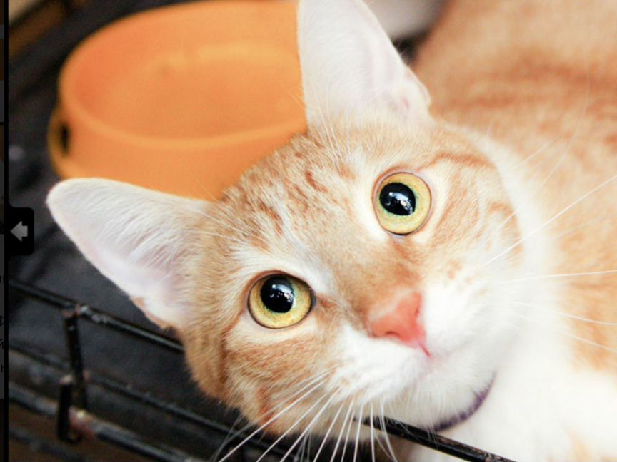 Кошка Флорса