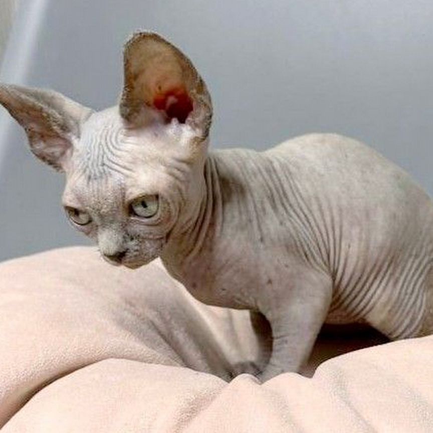 Канадский сфинкс котёнок
