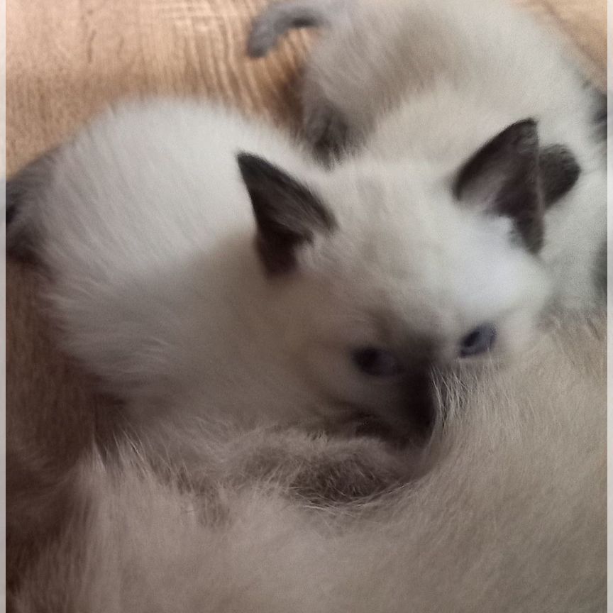 Сиямские котята