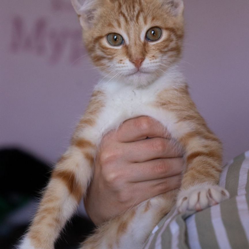 Рыжий котенок Зефир (из приюта)