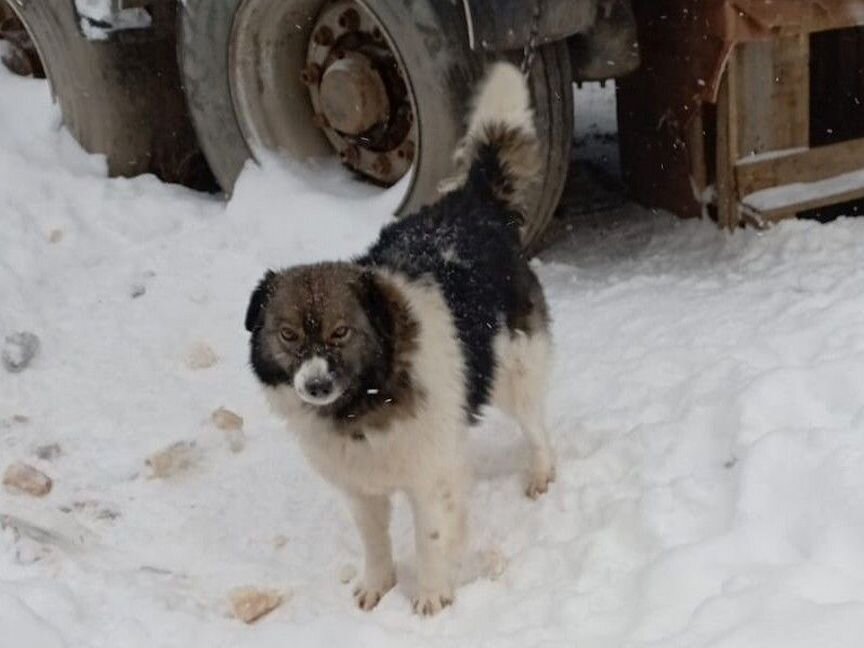 Собаки бесплатно в добрые руки