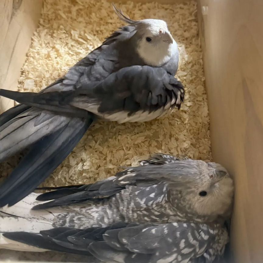 Попугаи корелла пара