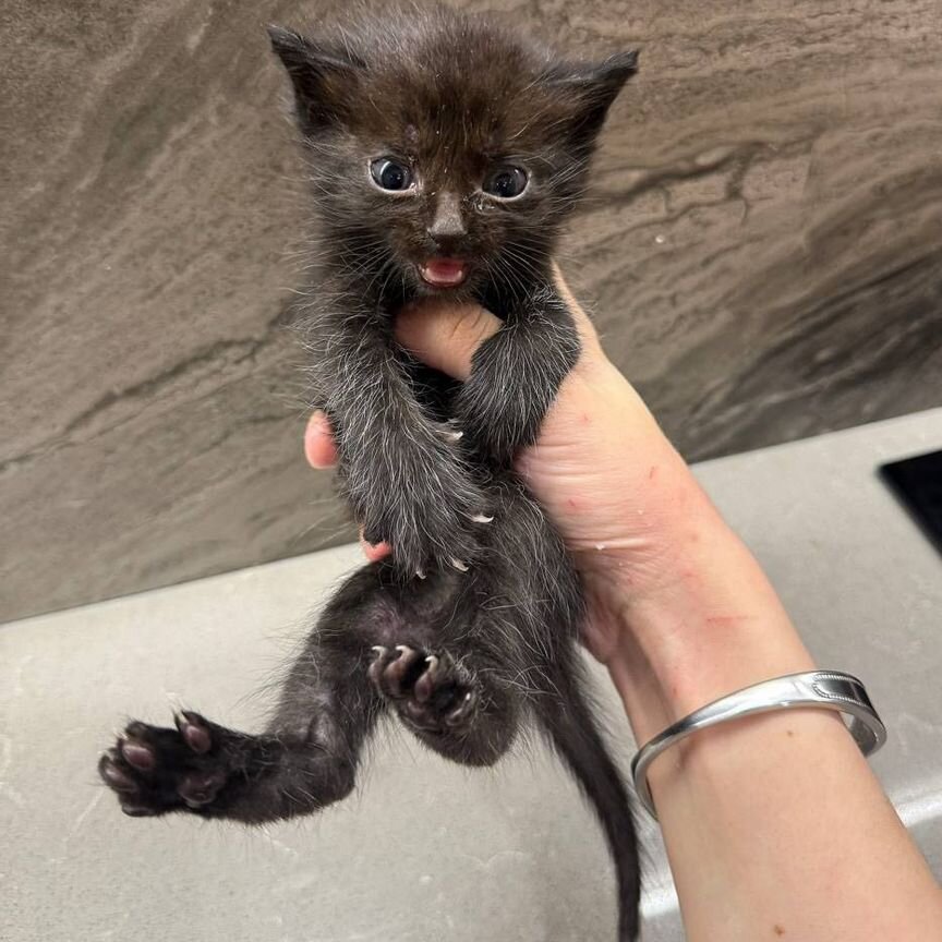 Котёнок в добрые руки