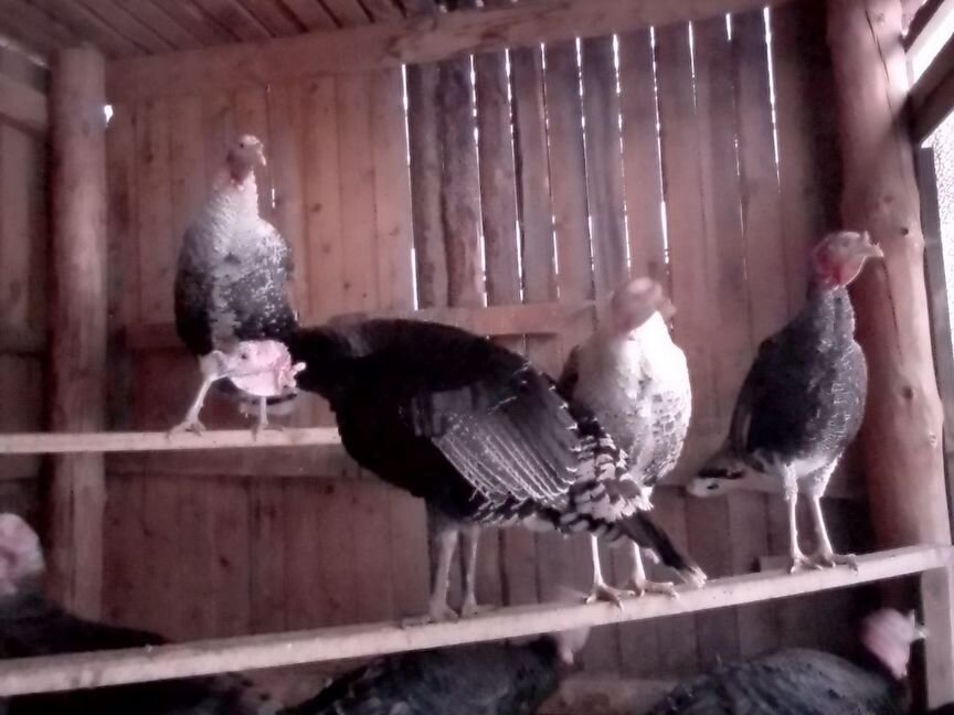 Индюки домашние