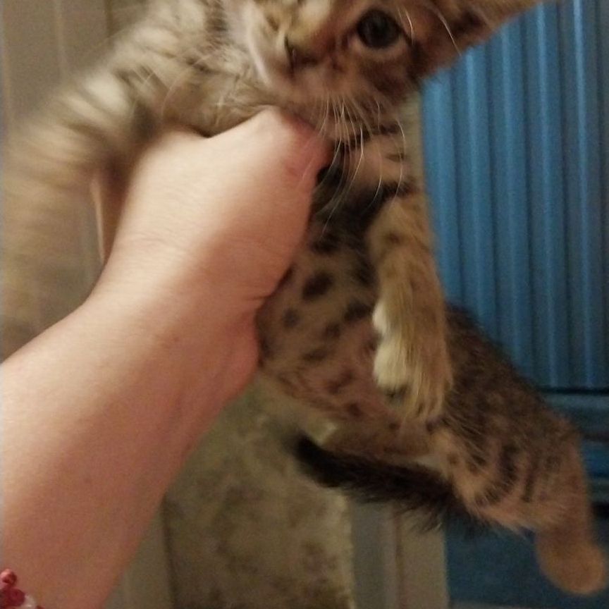 Кошка бесплатно