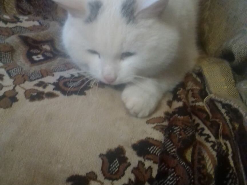 Котик