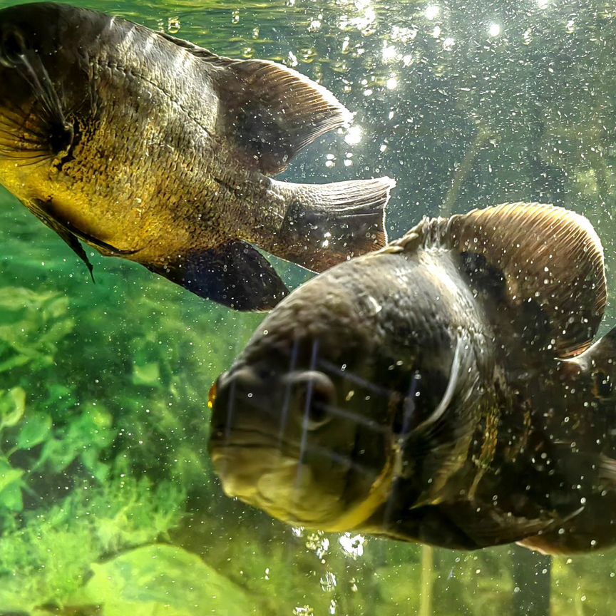 Астронотус тигровый и медный (красный)