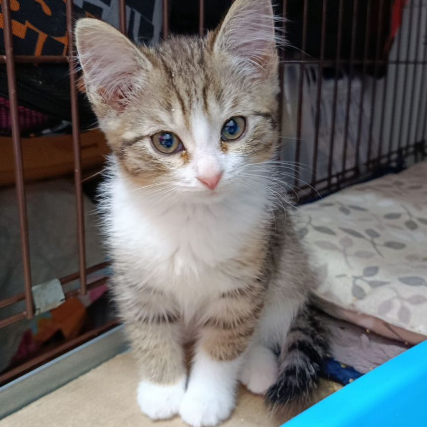 Котёнок в добрые руки