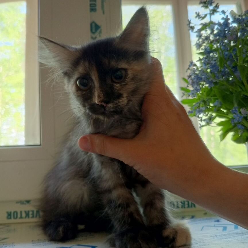 Найдена кошка