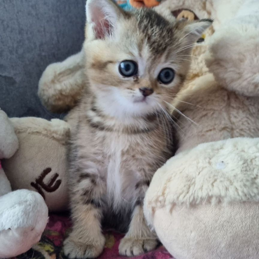 Британский короткошёрстный котёнок