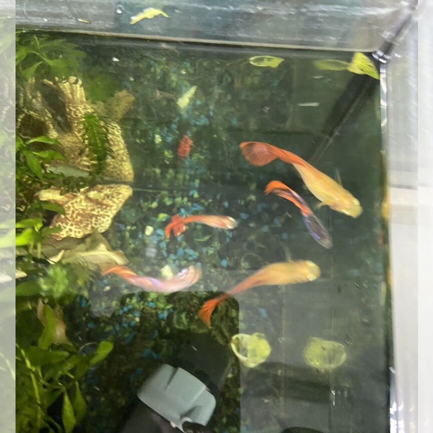 Гуппи мальки красные