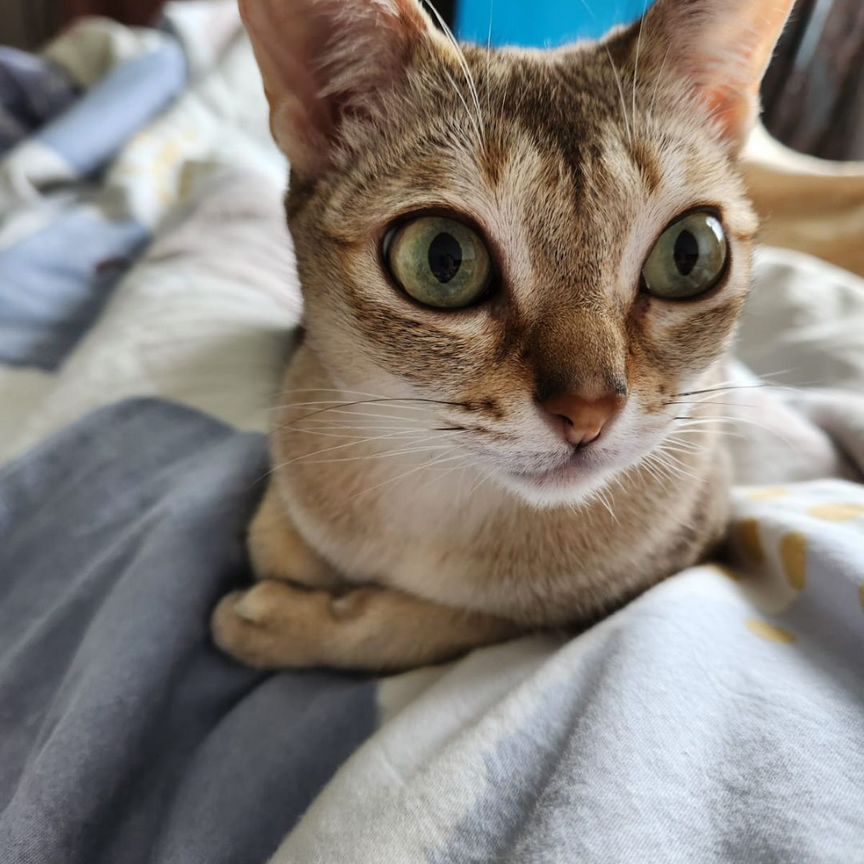 Ищем сингапурского кота на вязку