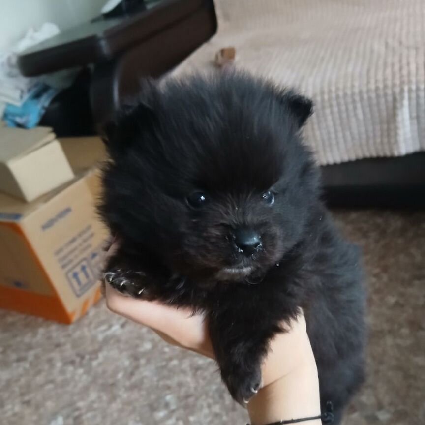 Померанский шпиц, щенок