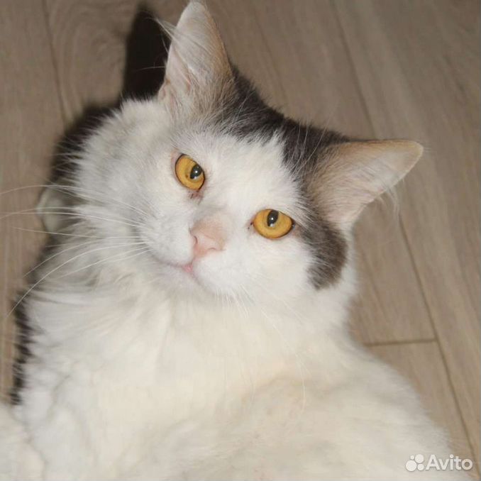 Шикарный кот для ценителей красоты