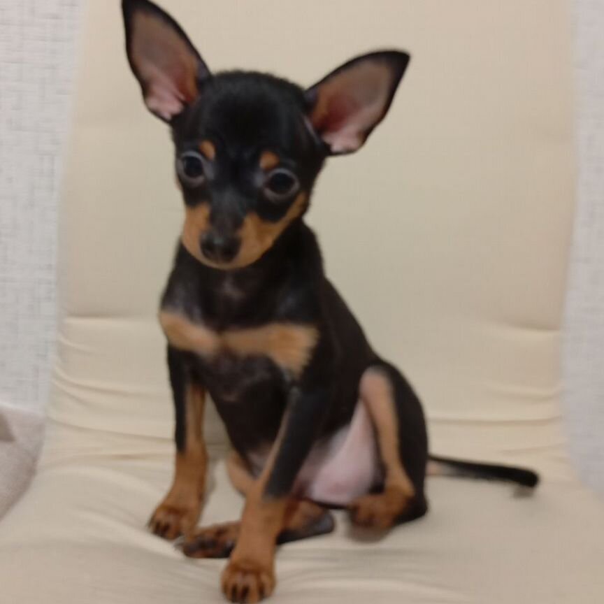 Русский той-терьер, щенок