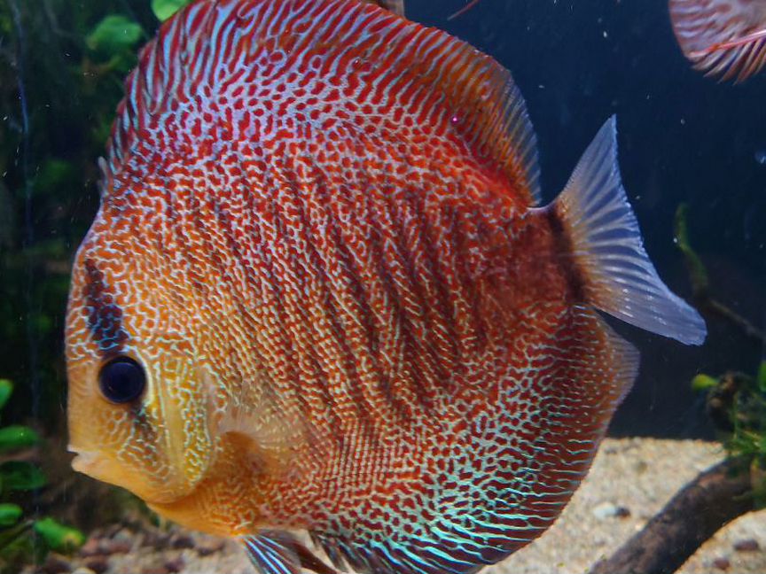 Рыба дискус