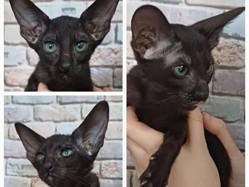 Ориентальная девочка