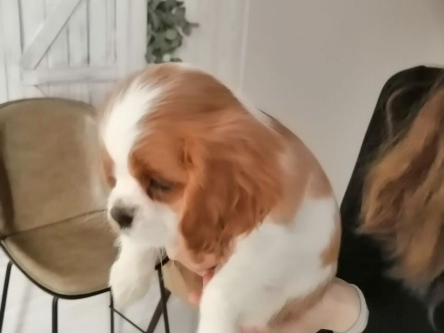 Мальчик ккчс