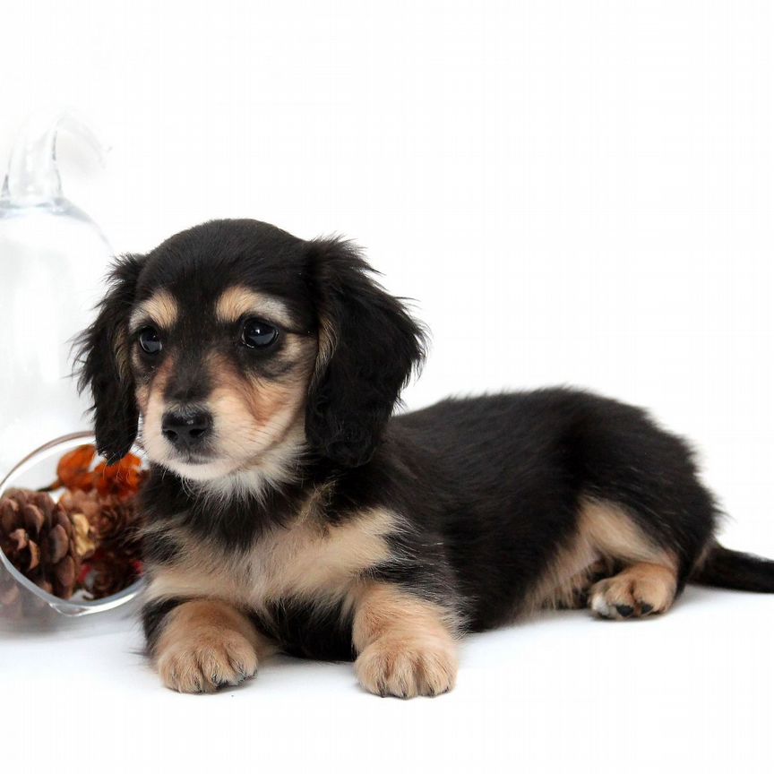 Кроличья такса, щенок