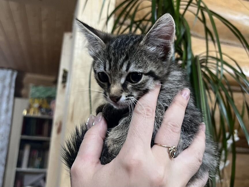 Котята за шоколадку