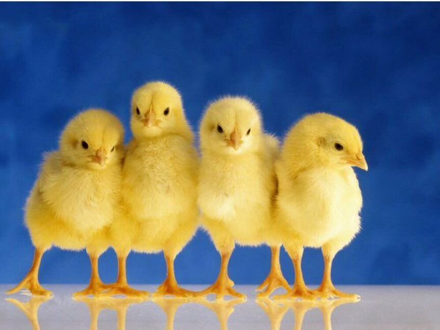 Суточные цыплята (заморозка)
