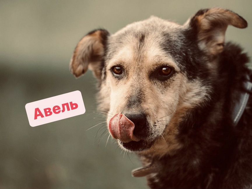 Робкий Авель ждёт хозяев