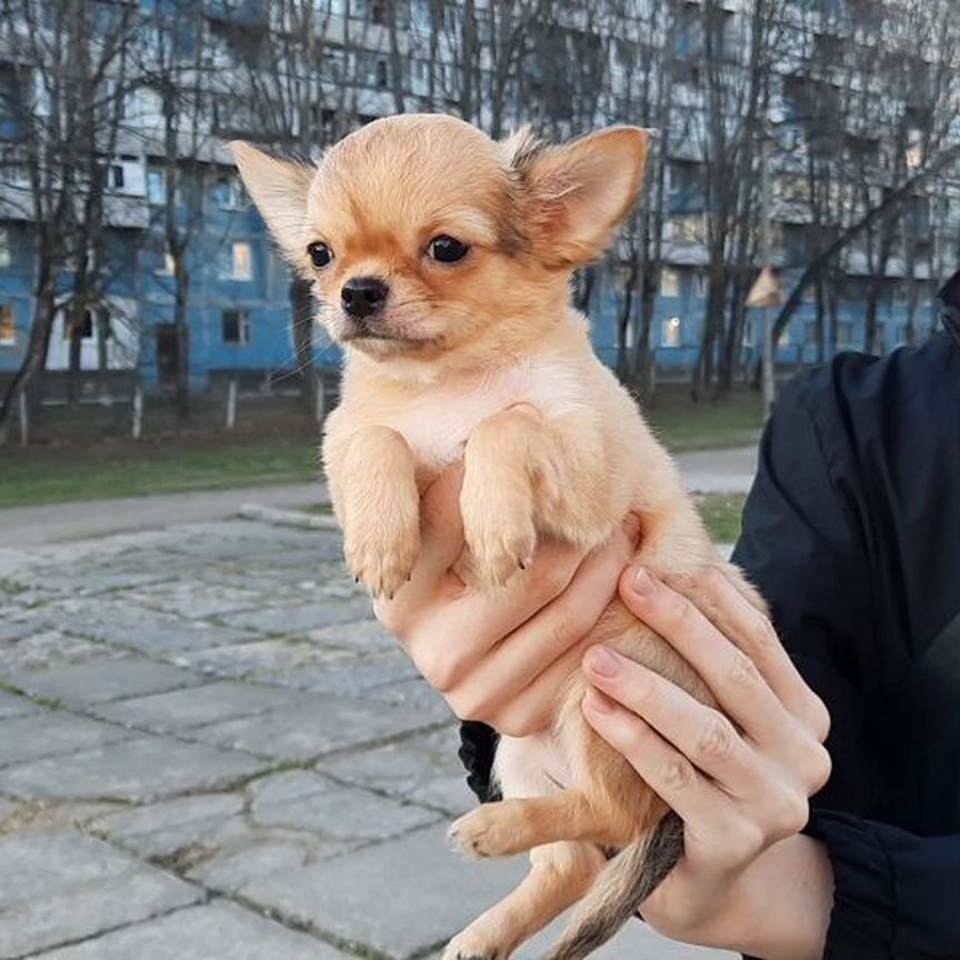 Девочка дш чихуахуа