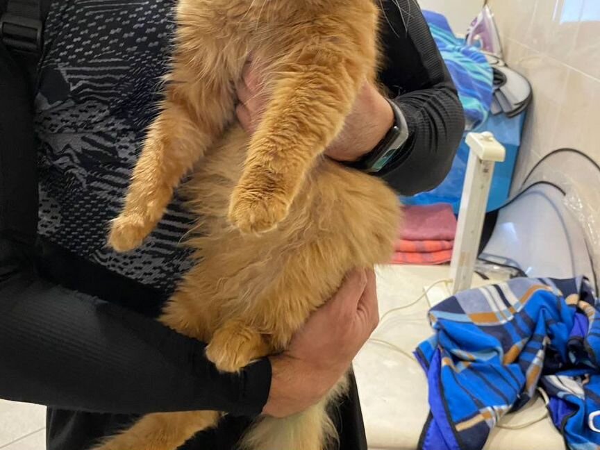 Красивый рыжий котик