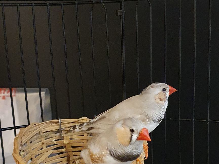 Амадины. Экзотические птицы