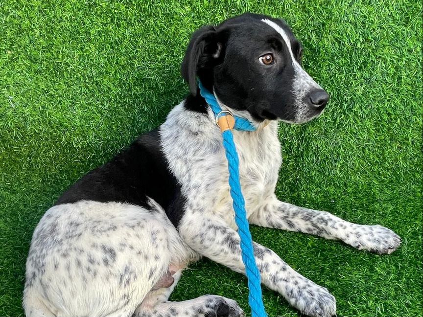 Щенок в добрые руки