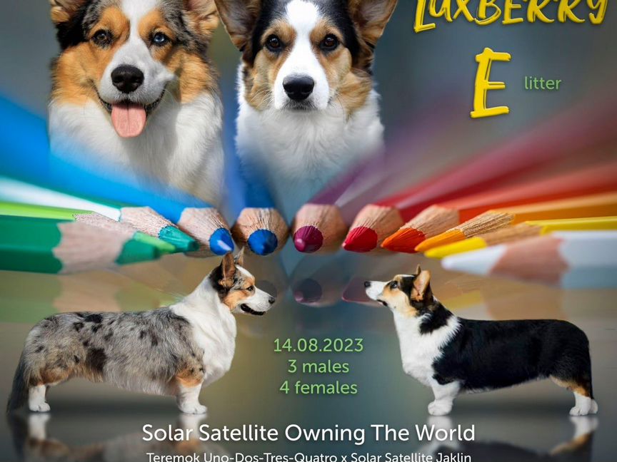 Питомник вельш корги кардиган