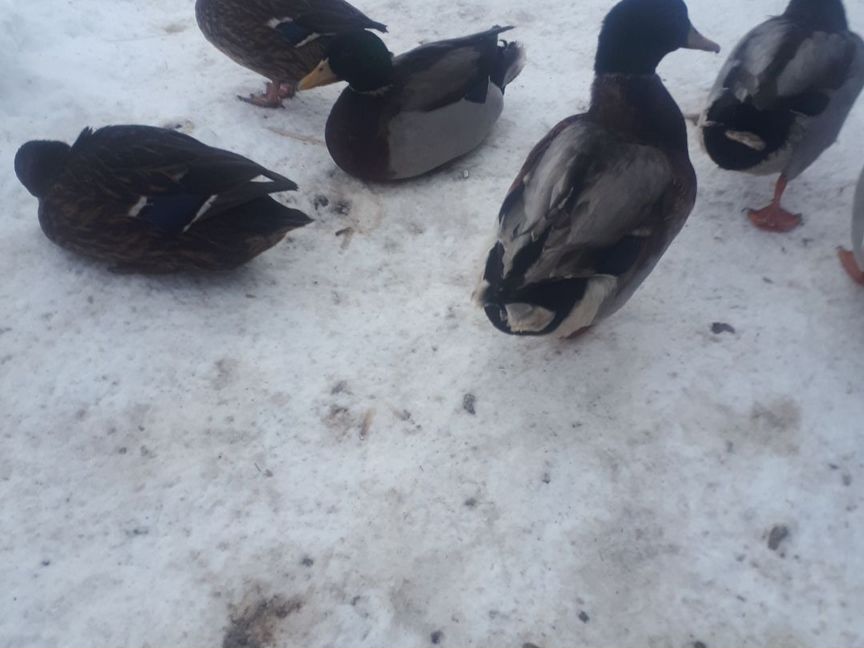 Подсадные утки