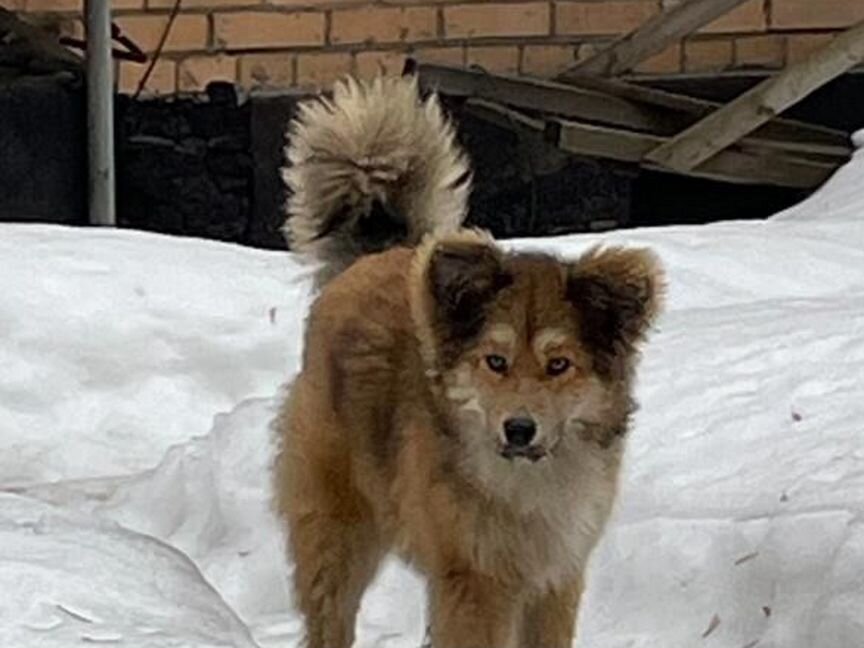 Щенок потеряшка