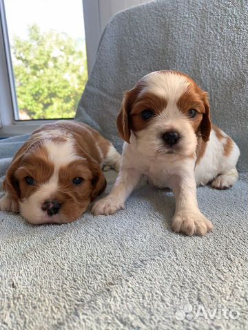 Кавалер кинг чарльз спаниель