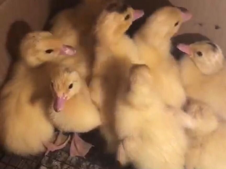 Утята мускусные, гримо